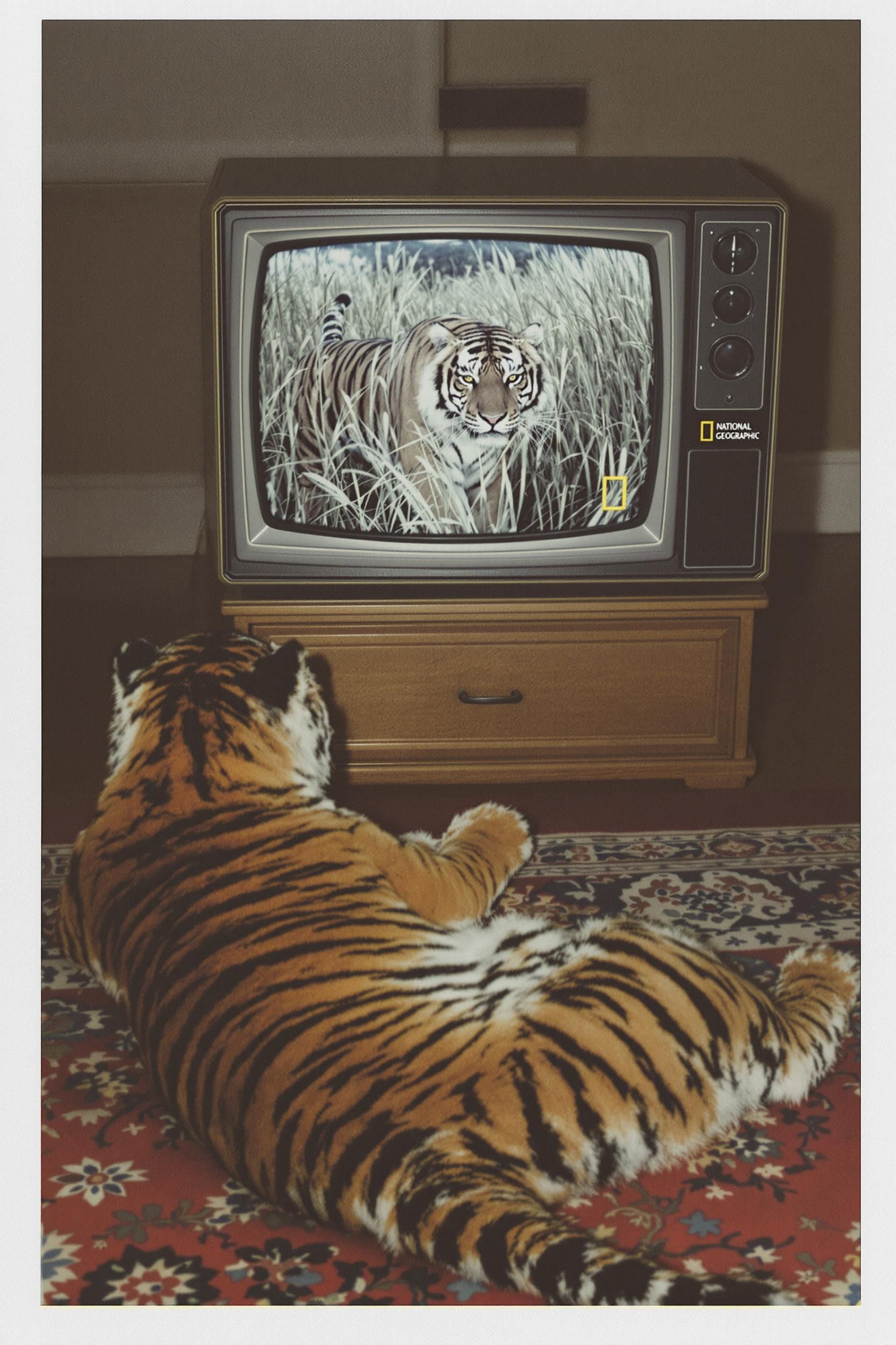 Lexica - Analog photo of a tiger watching TV, on the screen is national ...