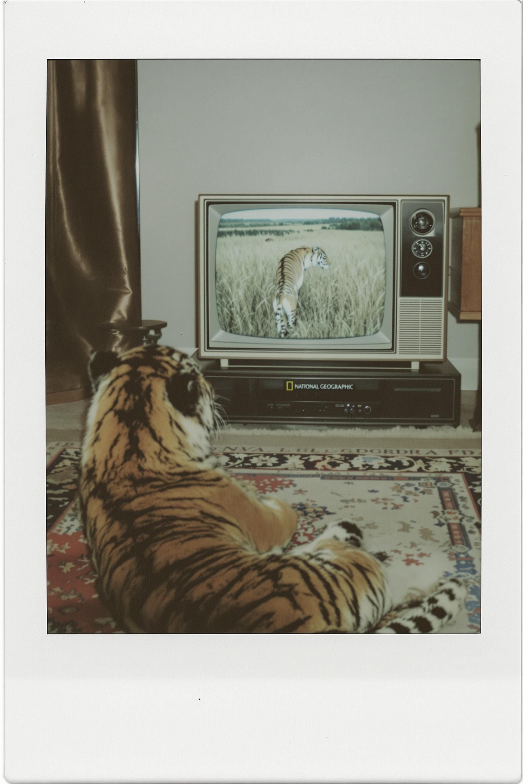 Lexica - Analog photo of a tiger watching TV, on the screen is national ...