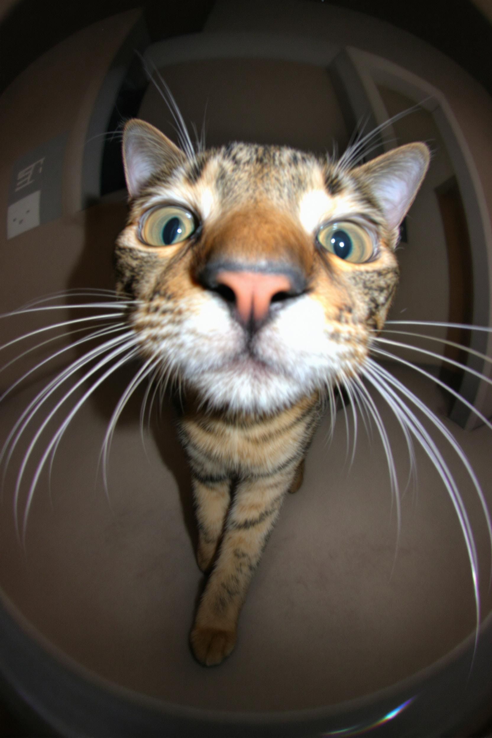 Lexica - Pov a low quality fisheye lens camera recording of a realistic cat