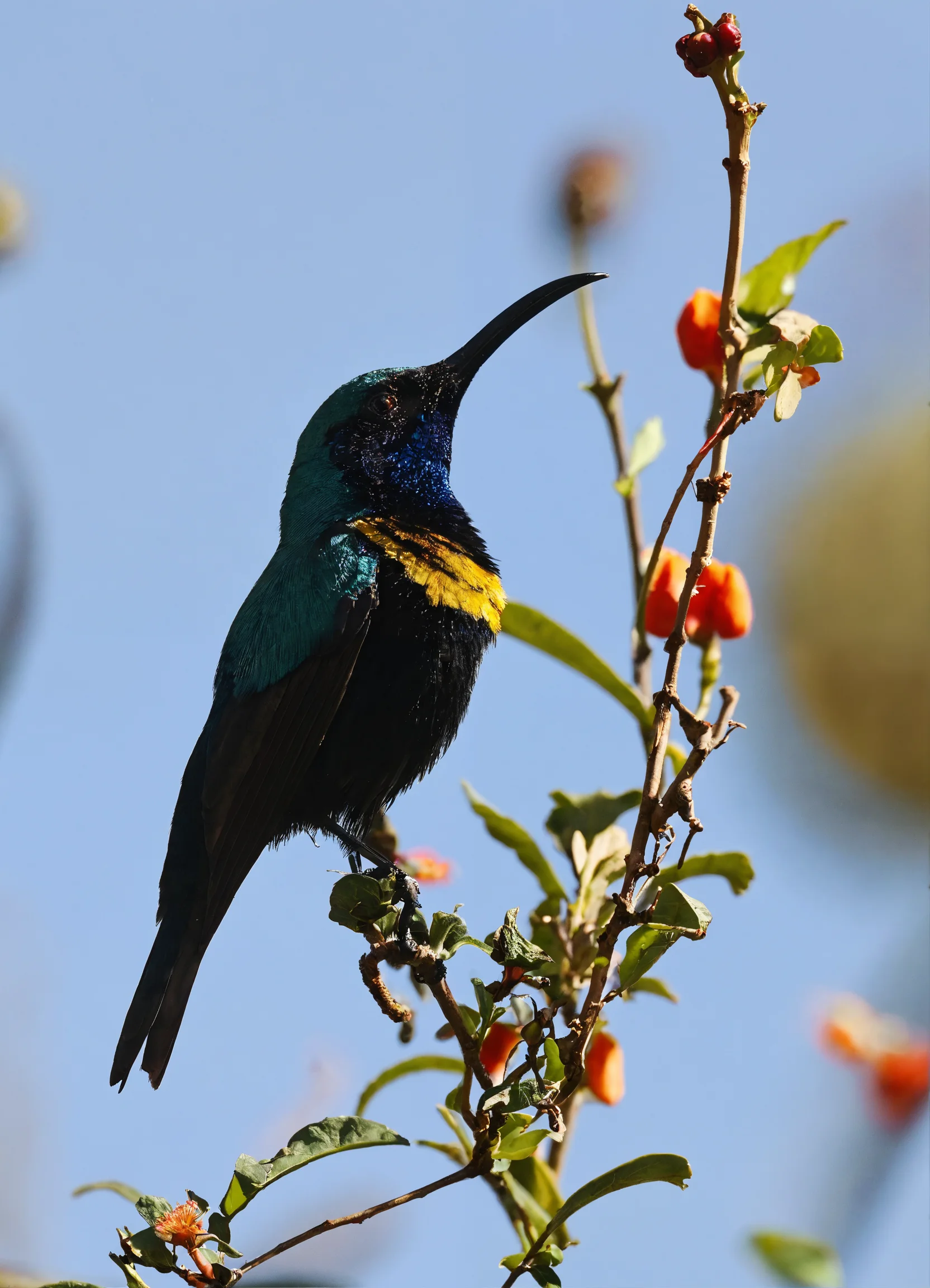Lexica - Palestinian sun bird
