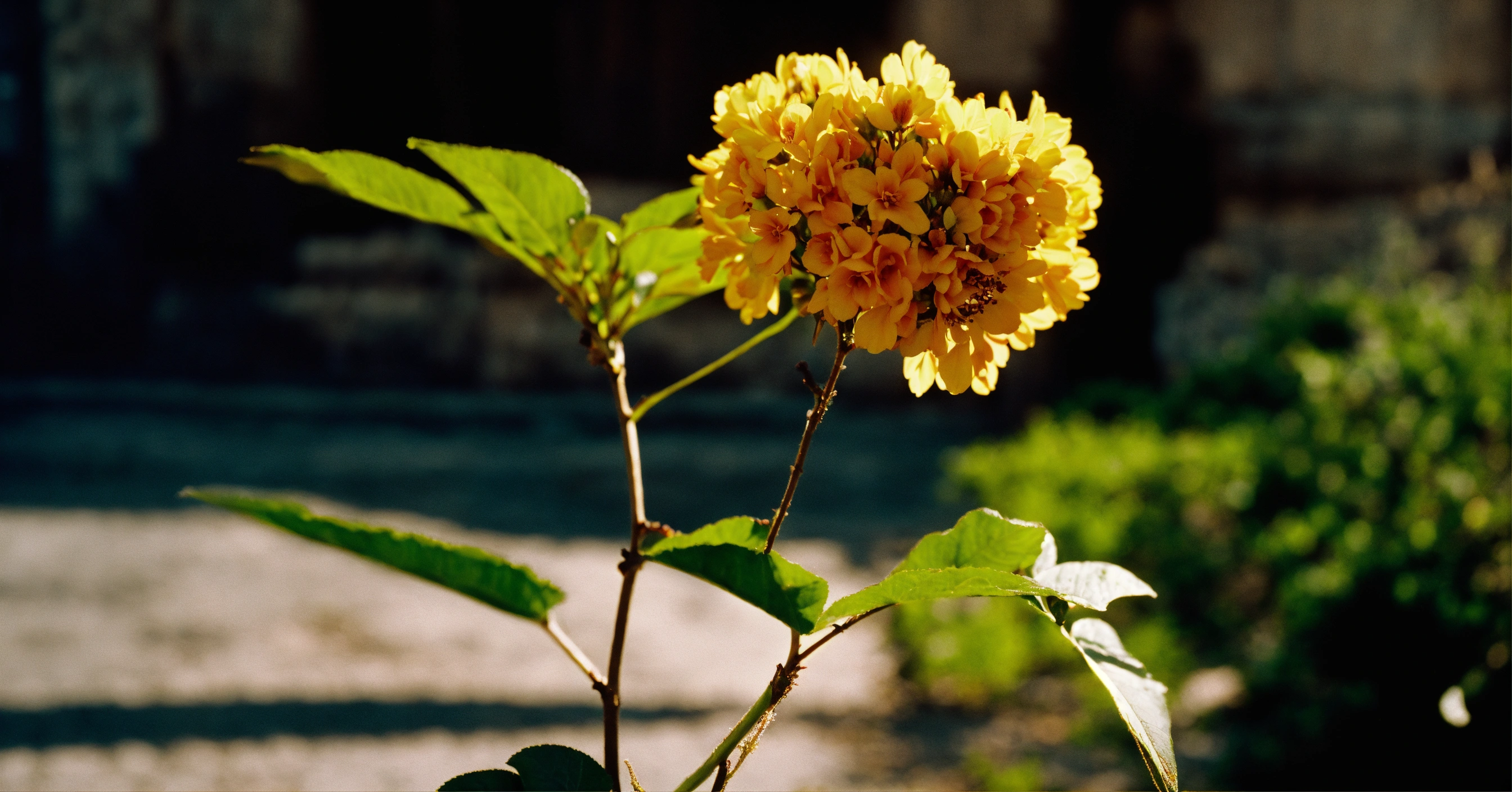 Lexica - A beautiful flower growing from ash in an ancient city, 35mm ...