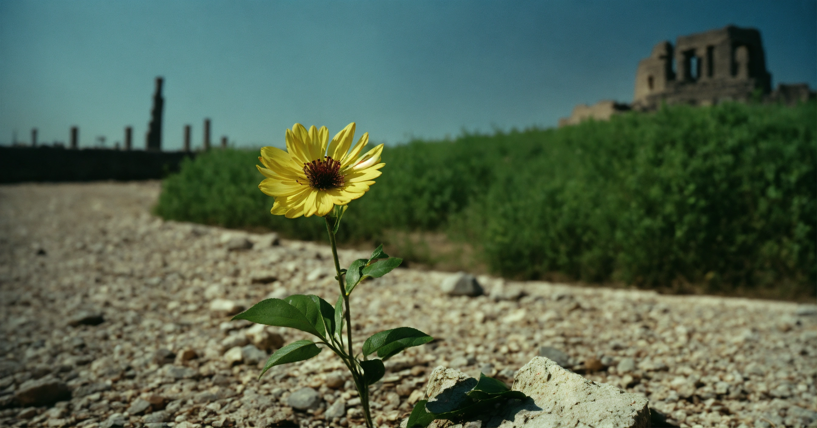 Lexica - A beautiful flower growing from ash in an ancient city, 35mm ...