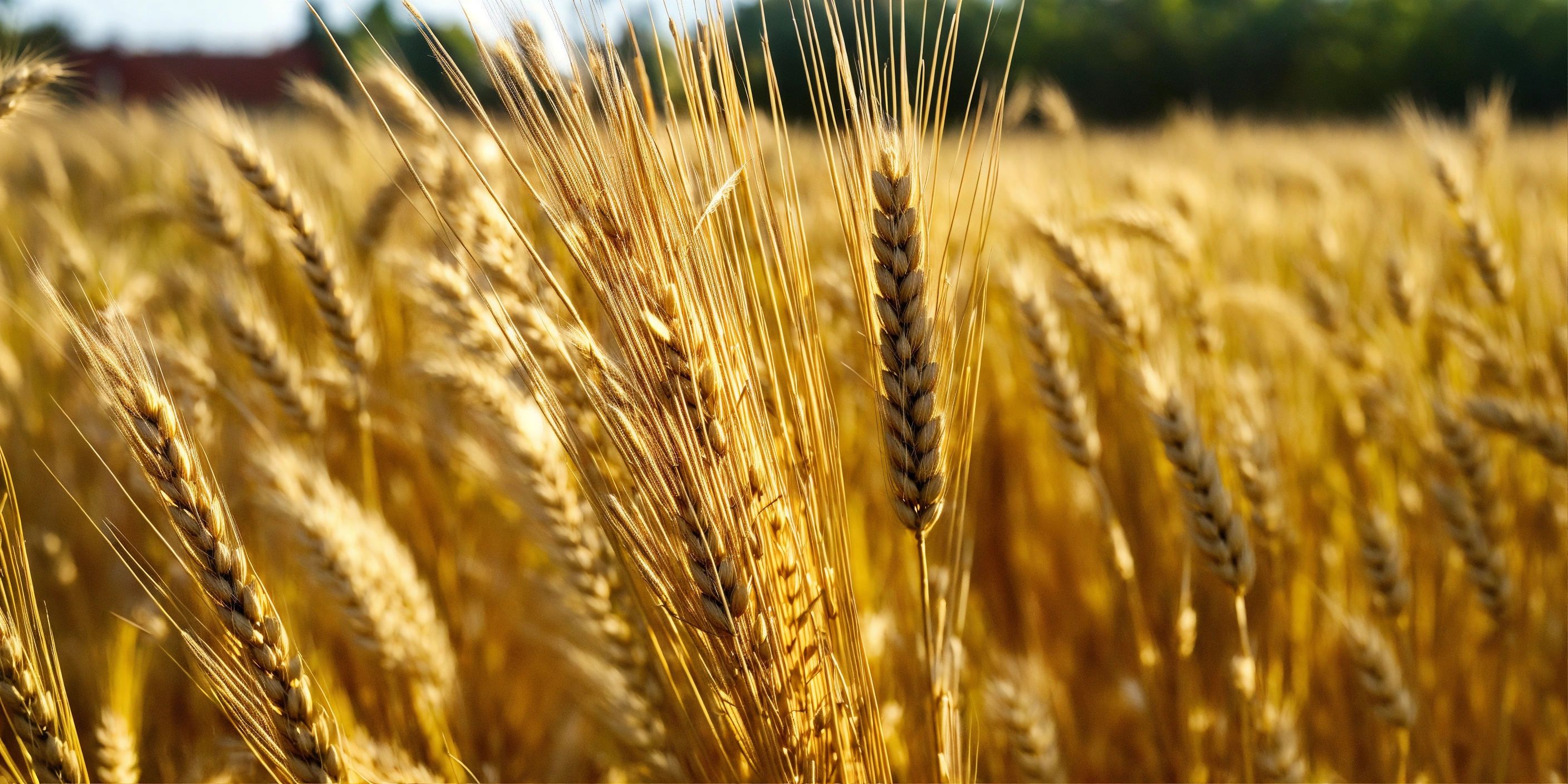 Lexica - Wheat ear close look