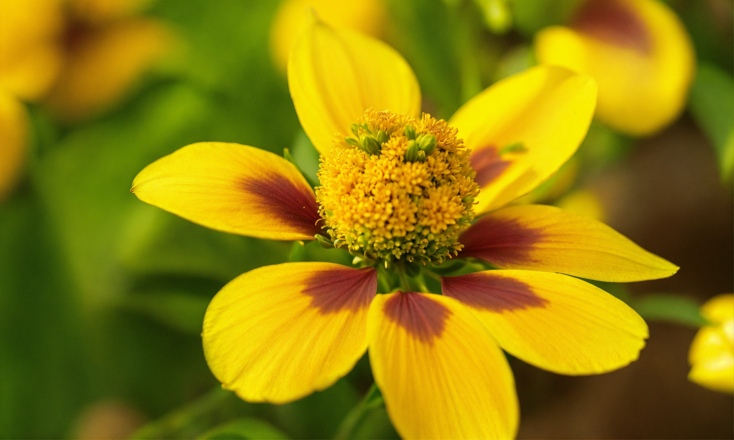 Lexica - Golden Mustache flower